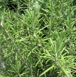 White Flower Rosemary – Natures Herb Farm